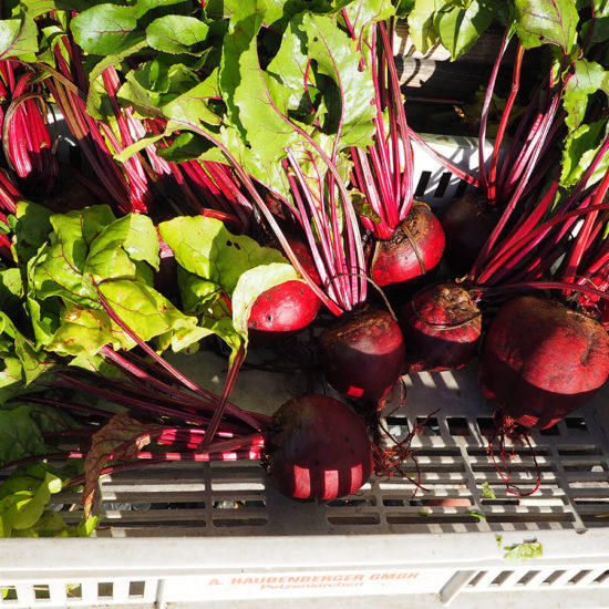 Bergh AM BERG GARTEN - Rote Rüben: Vorziehen oder Direktsaat?